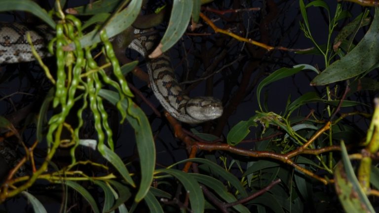 Have you seen our local carpet python? - GWLAP