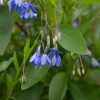 Look out for Bluebell Creeper - invasive weed - GWLAP