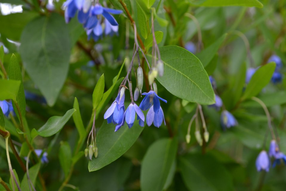 Look out for Bluebell Creeper - invasive weed - GWLAP